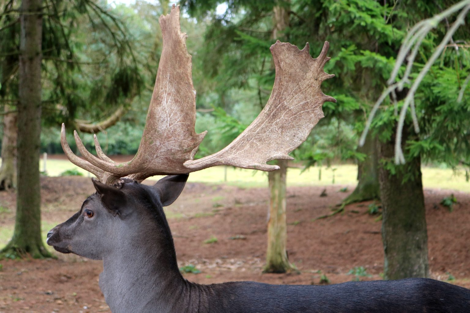 Unser Damwildgehege am Langenberger Forst – Gemeinde Leck